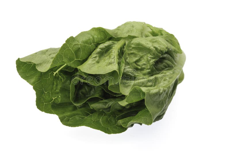 Green lettuce stock image. Image of healthy, single, lettuce - 27092029