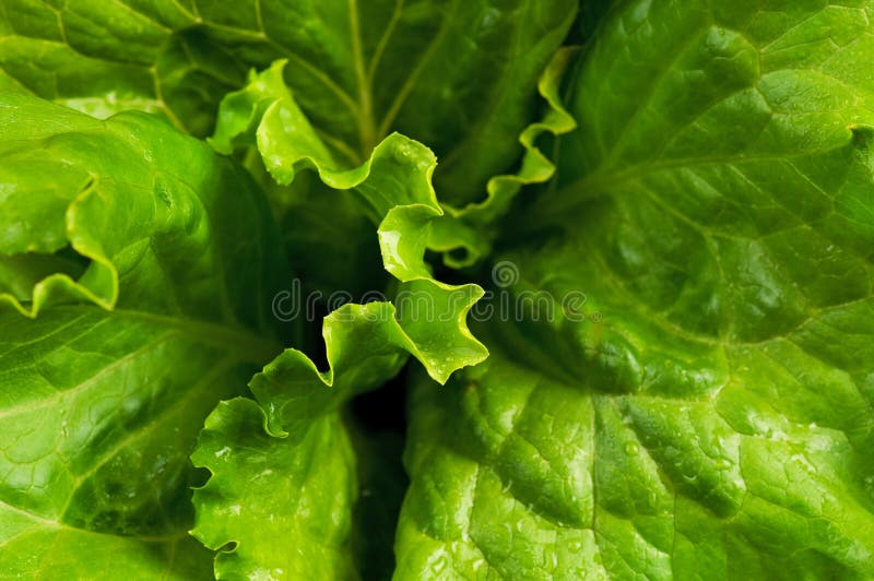Green lettuce stock photo. Image of garden, foodstuff - 28583000