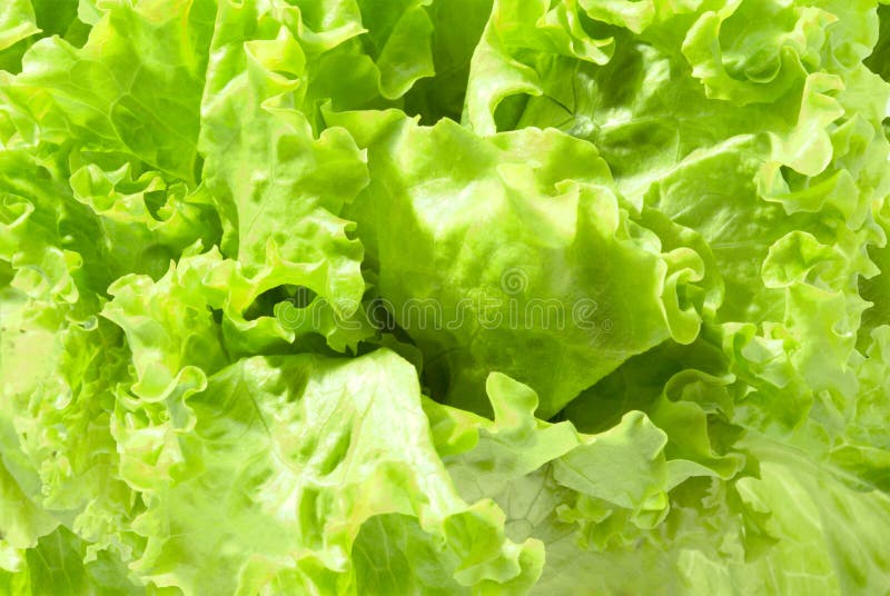 Green lettuce stock photo. Image of summer, foliage, crop - 3214276