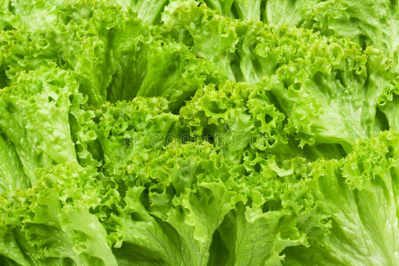 Green lettuce backgrounds stock image. Image of healthy - 23507707