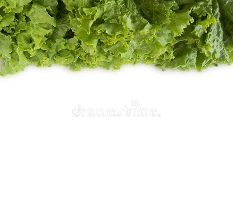 Green Lettuce at Border of Image with Copy Space for Text Stock Photo ...