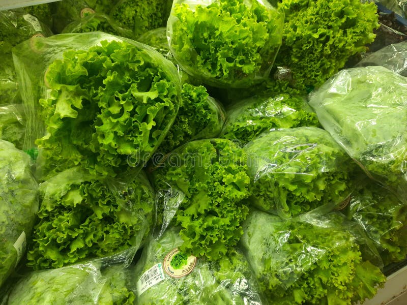Green Lettuce Vegetables on the Display Table Editorial Stock Image ... Green Lettuce Vegetables on the Display Table Editorial Stock Image ...
