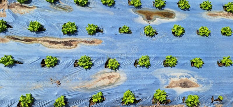 Green Lettuce Grows on Covering Material in the Garden. Stock Image ...