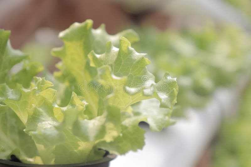 Green Lettuce on Hydroponic System Stock Image - Image of plant, system ...