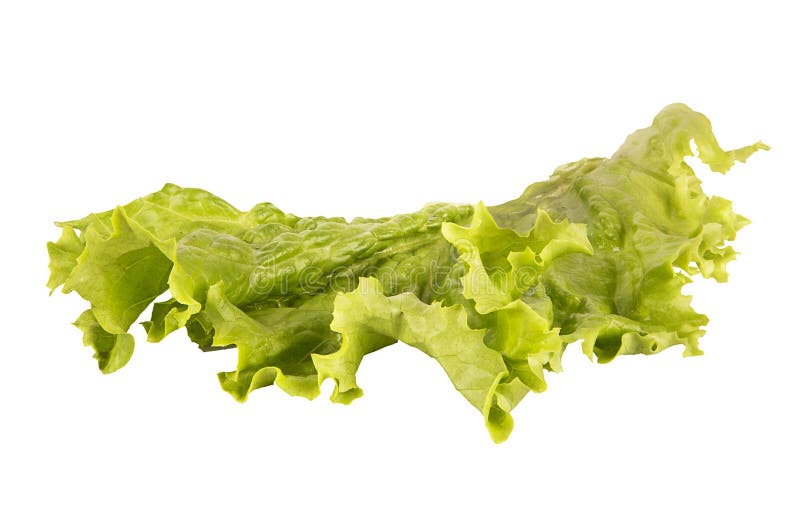 Lettuce Leaf on White. Side View. 3D Illustration Stock Illustration ...