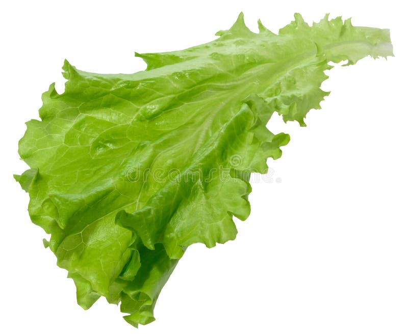 Green Lettuce Leaf Ruffled Edges Isolated Background Stock Photos ...