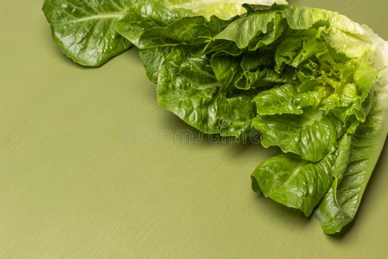 Green Lettuce Leaves on Green Background. Copy Space Stock Image ...