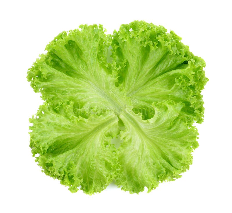 Green lettuce leaves stock photo. Image of nature, group - 51814890