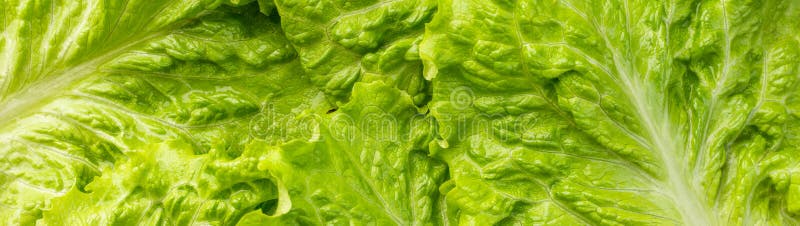 Green Lettuce Leaves Texture Background Banner Panoramic Stock Photo ...