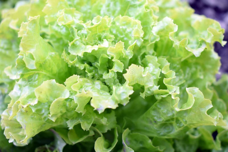 Green lettuce stock image. Image of herb, crop, vegetable - 219381321