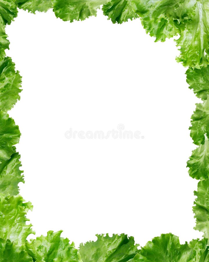 Green Lettuce Salad Frame stock image. Image of freshness - 50991109