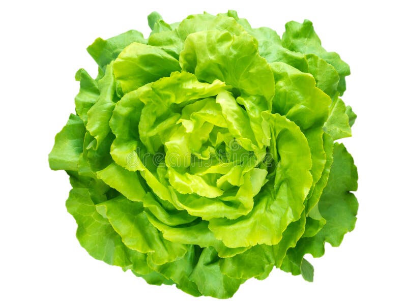 Green lettuce salad head stock image. Image of head, view - 76258981