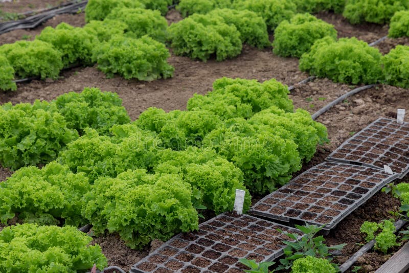 Green Lettuce Seedlings Growing in a Cell Tray. Stock Image - Image of ...