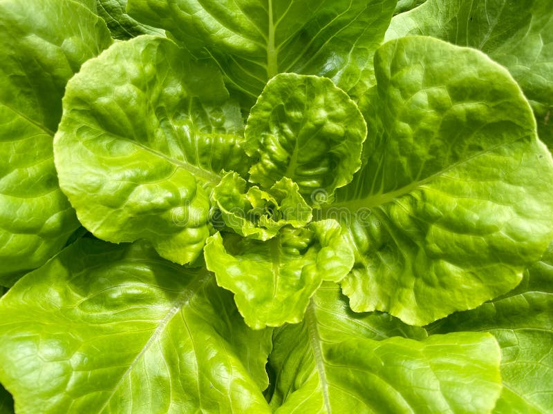 21,411 Lettuce Texture Stock Photos - Free & Royalty-Free Stock Photos ...
