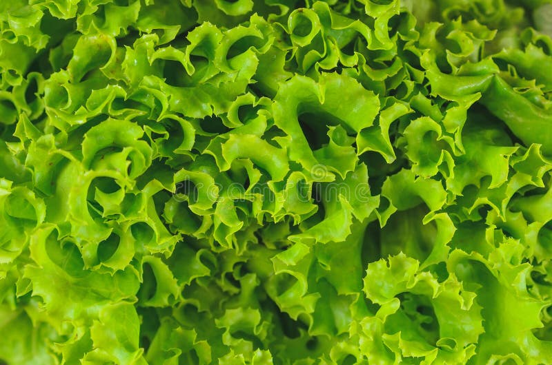 Green Lettuce Texture. Full Frame Green Salad Stock Image - Image of ...