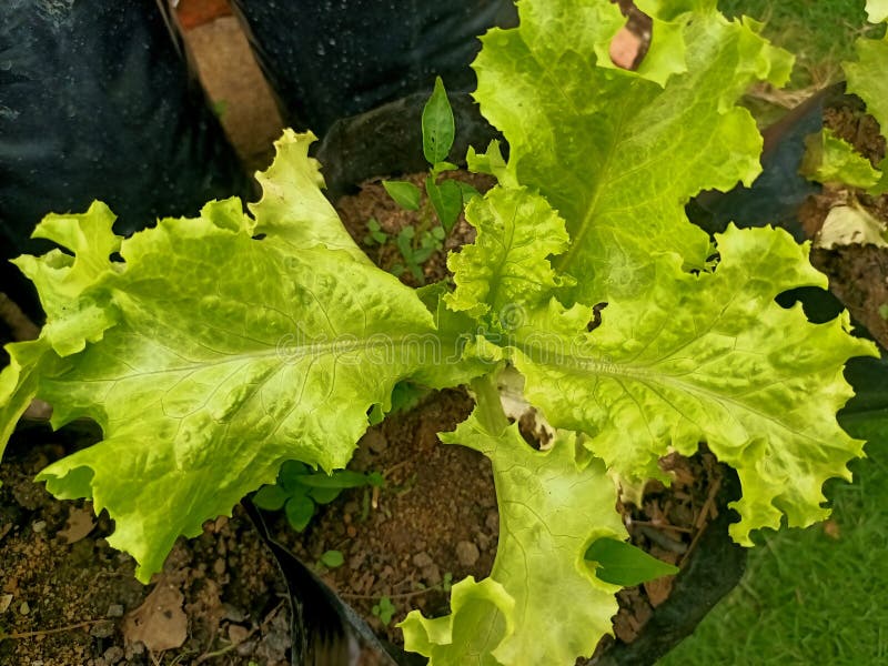 Green Lettuce Tree Natural Vegetable Indonesian Flora Stock Image ...