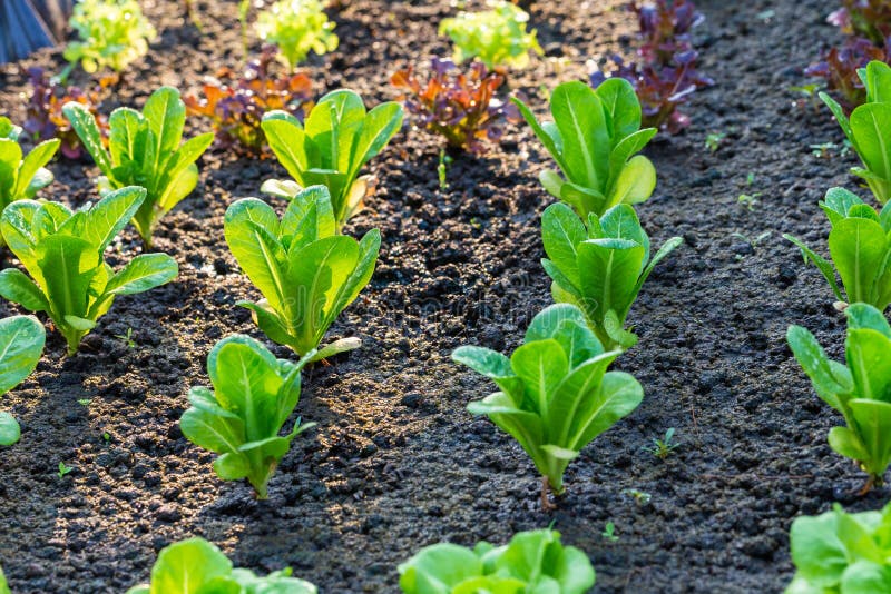 Green Lettuce in the Vegetable Plot Stock Image - Image of garden, farm ...