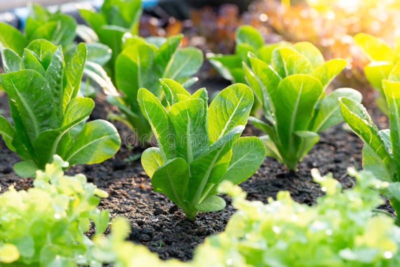 Green Lettuce in the Vegetable Plot Stock Photo - Image of nutrition ...