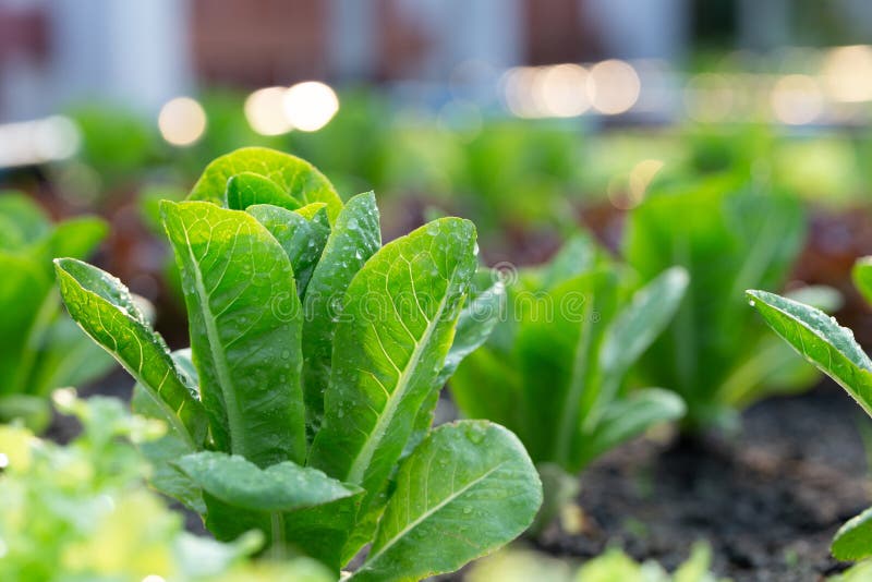 Green Lettuce in the Vegetable Plot Stock Photo - Image of growing ...