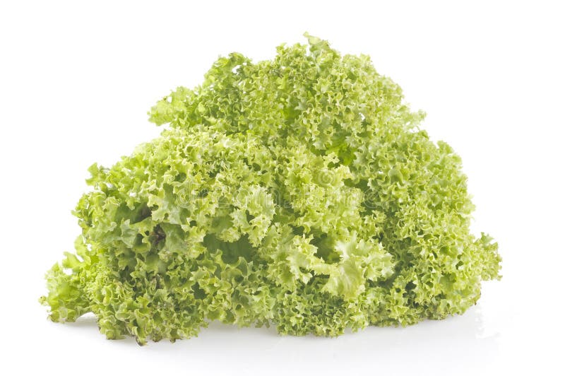 Green lettuce on white stock photo. Image of healthy - 12868988