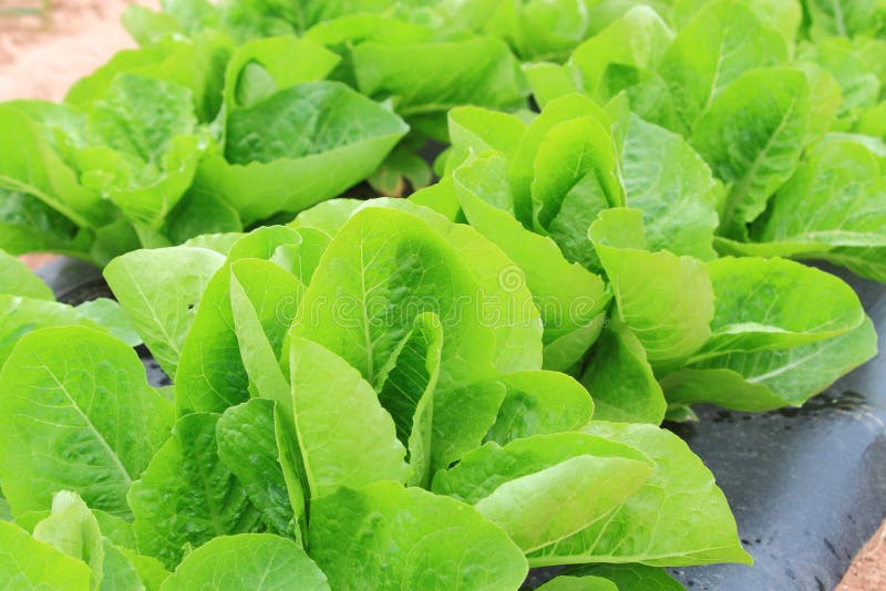 Green Lettuces stock image. Image of tablefood, closeup - 31374183