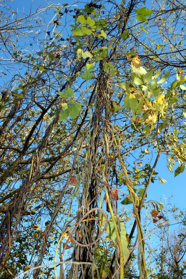 Green liana stock photo. Image of nature, floral, natural - 21615136