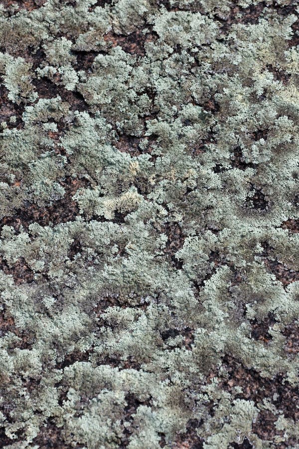 Green lichen stock photo. Image of color, nature, lichens - 24611920