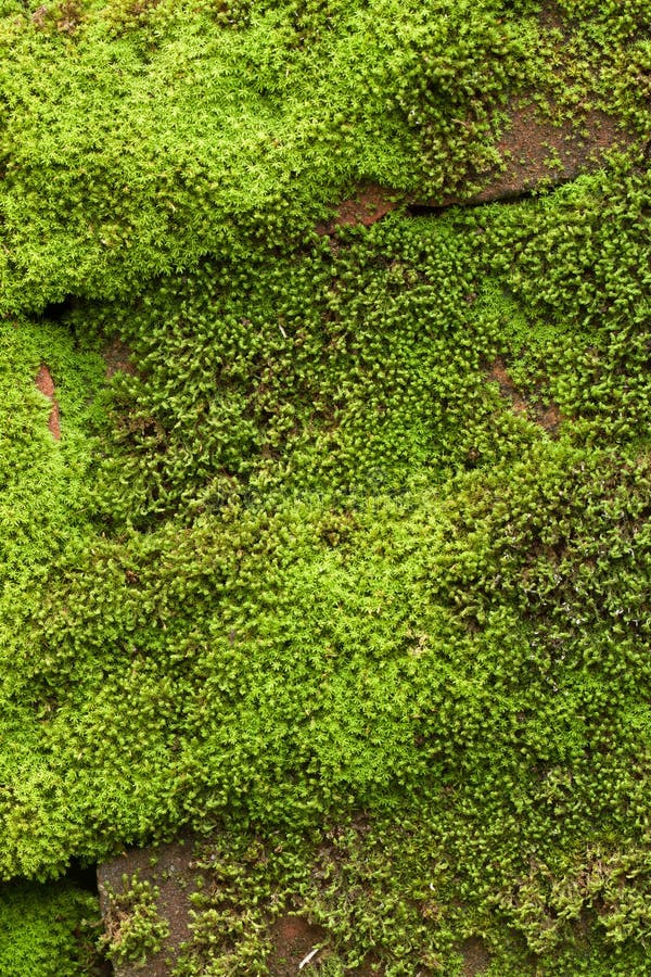 Green lichen stock photo. Image of green, forest, plants - 26309604