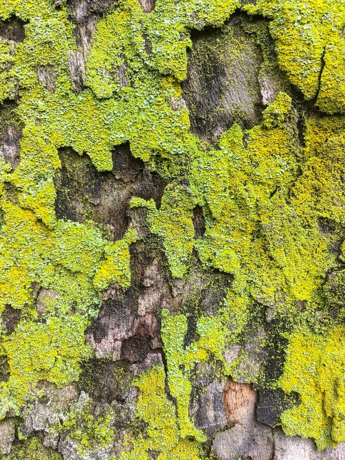 Green Lichen on the Bark of a Tree Stock Image - Image of colorful ...