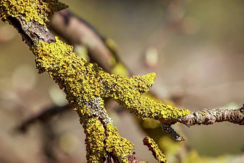 Green Lichen Close-up on a Tree Branch. Plant Disease. Stock Image ...