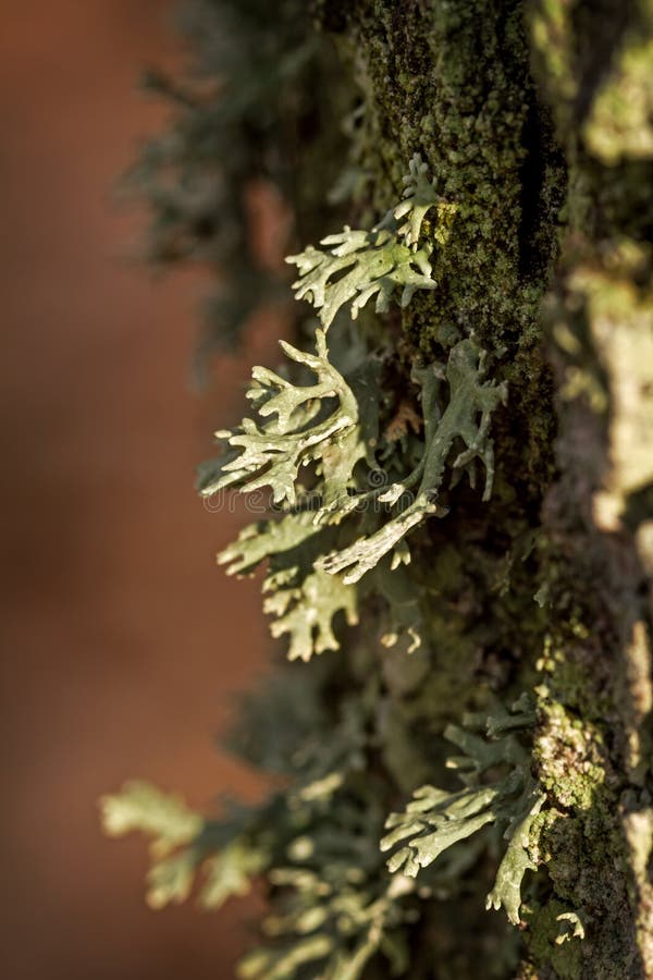 Green lichen stock image. Image of botany, fungus, moss - 30015747