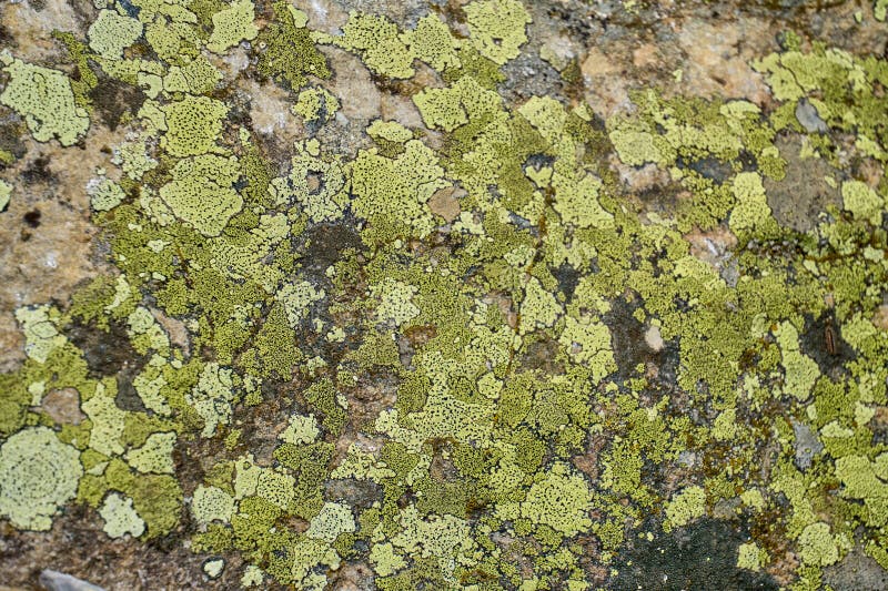 Green Lichen Stains Texture on Rock in Swiss Alps Stock Image - Image ...