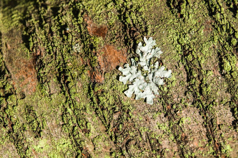 Green lichen on tree bark stock image. Image of environment - 76512193