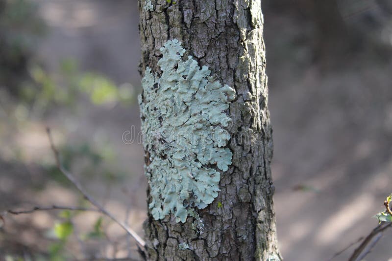 Green Lichen on Tree Bark stock photo. Image of lichen - 108183770