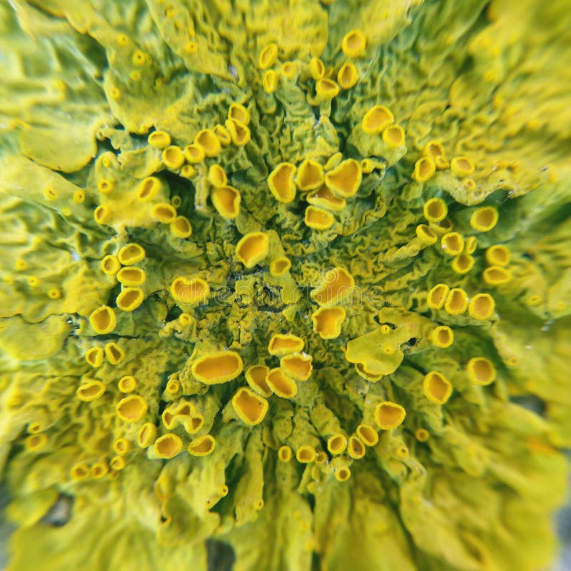 Green Lichen in a Tree Closeup Stock Photo - Image of closeup, green ...