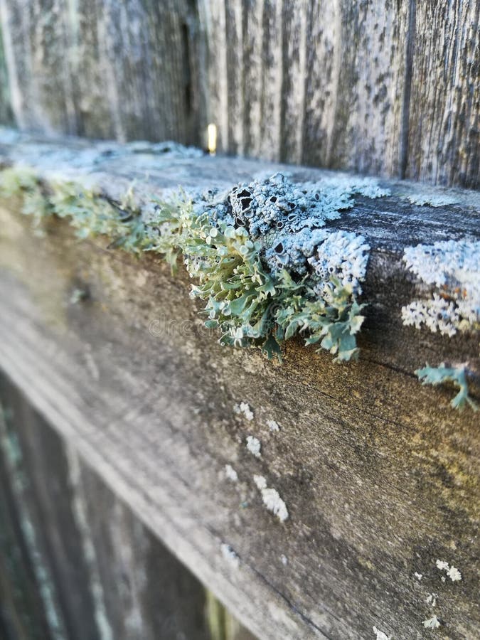 Green Lichen on wood fence stock image. Image of green - 170872349