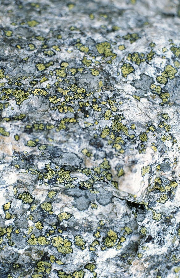 Green Lichens on Gray Granite, Colorado Stock Photo - Image of mountain ... Green Lichens on Gray Granite, Colorado Stock Photo - Image of mountain ...