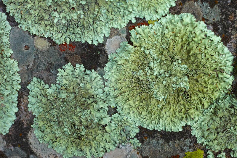 Green Lichens stock image. Image of gray, plant, detail - 39368929