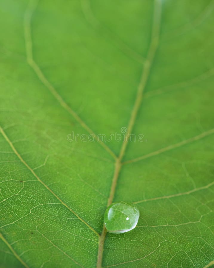 Green life stock image. Image of backgrounds, nature, surface - 5141081