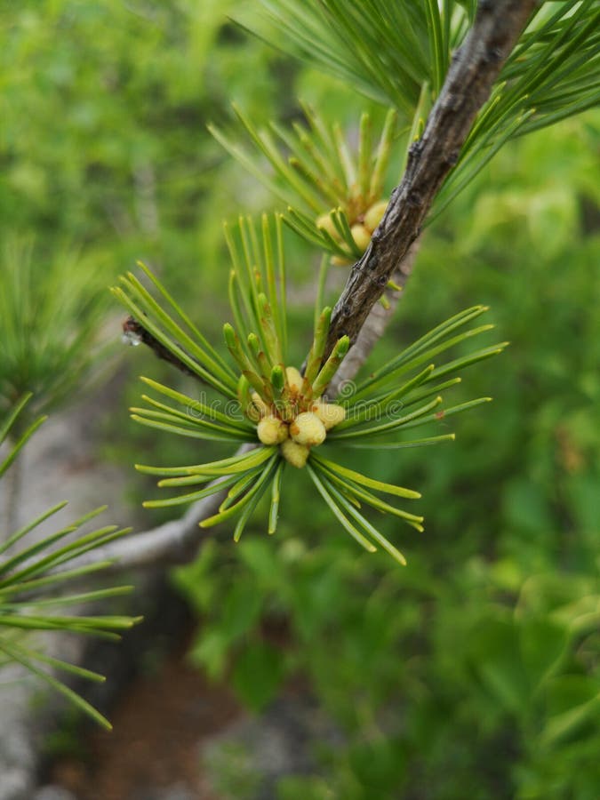 Green life in the forest stock photo. Image of produce - 187057160
