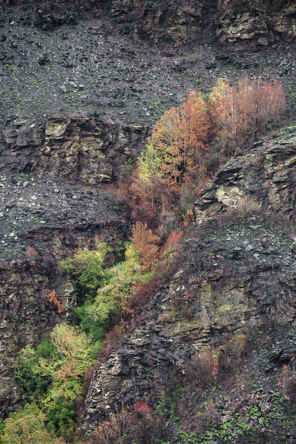 The Green of Life is Quickly Reappearing after the Devastation of the ...