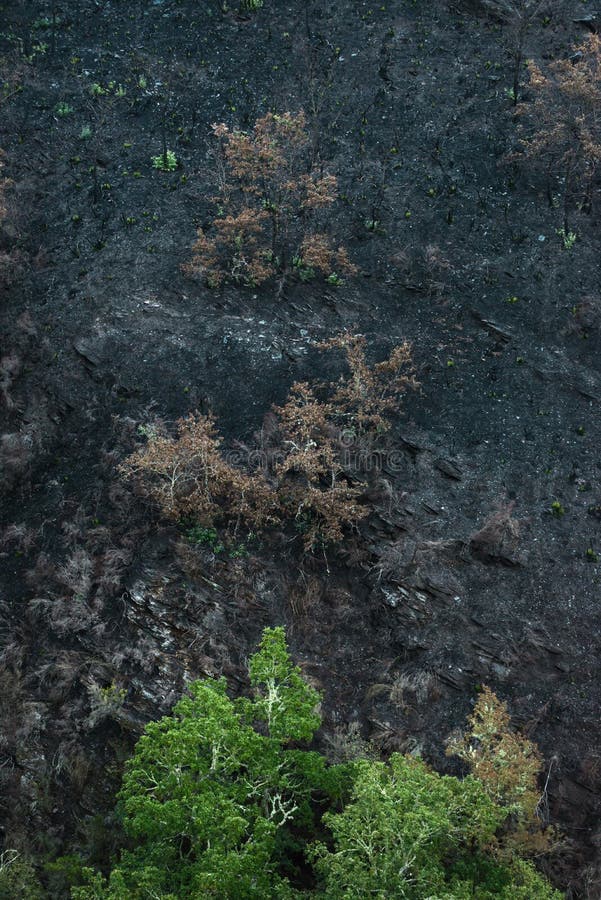 The Green of Life is Quickly Reappearing after the Devastation of the ...