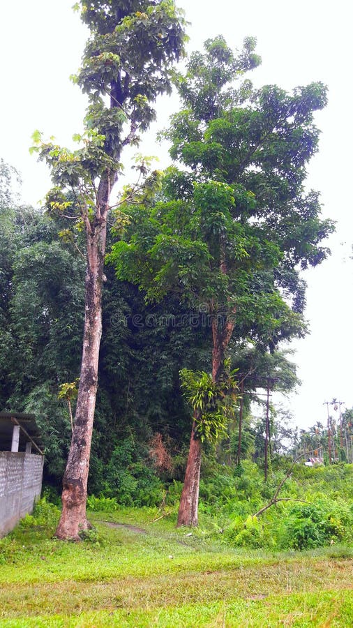 Green Life Tree in Our Nation Stock Image - Image of beauty, life ...