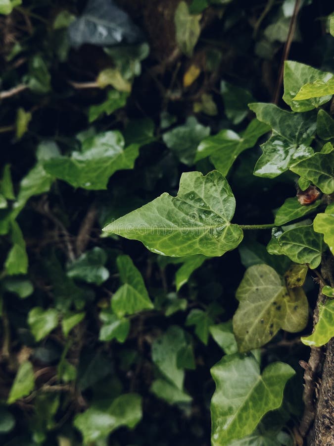 Green light is calming. stock photo. Image of plant - 250313542