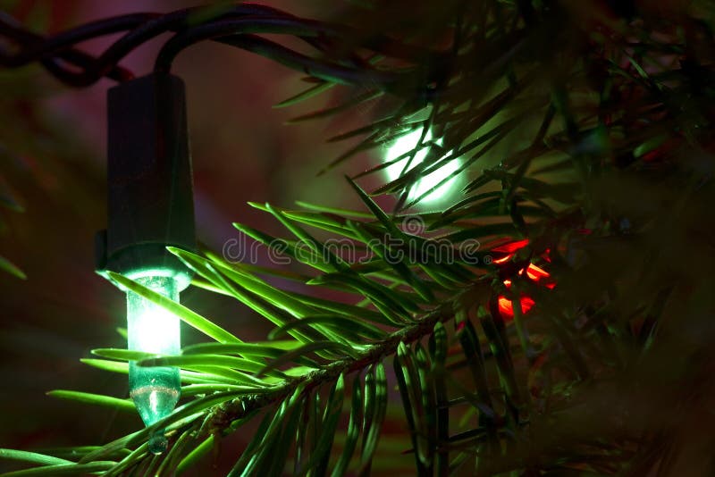 Green Light Evergreen 2 stock photo. Image of season - 49075204