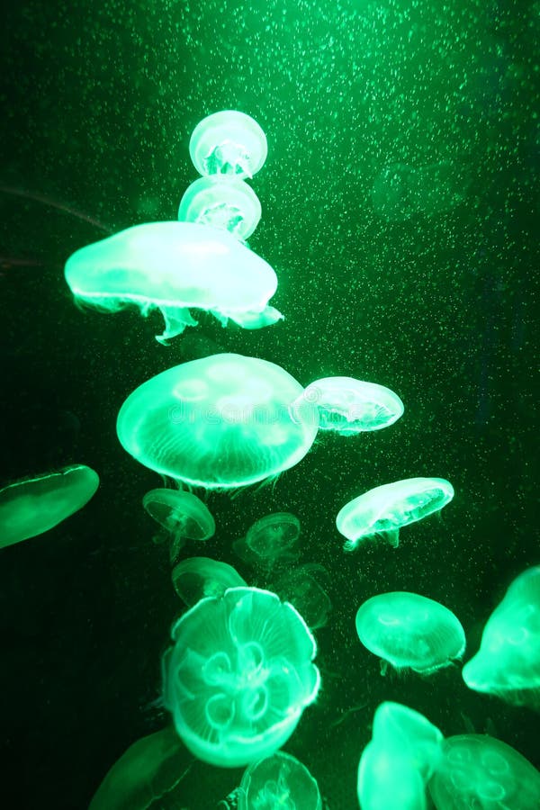 Green Light Jellyfish are Floating in the Water with Lights Shining on ...
