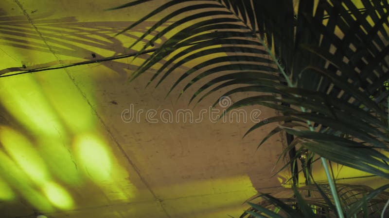 Green Light Reflections on Leaves in the Unique Atmospheric Space and ...