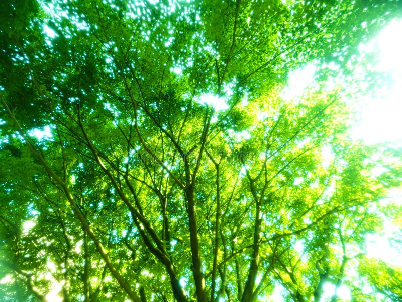 Summer light and shadow stock photo. Image of shine - 358266760