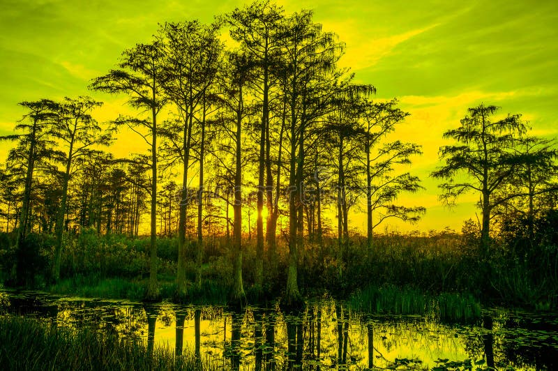Green Light at Swamp Sunset Stock Photo - Image of reed, mississippi ...