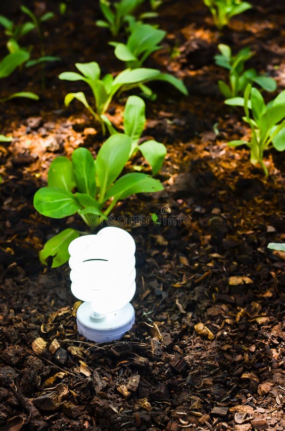 Green Light Technology stock photo. Image of bulbs, vegetable - 31366752